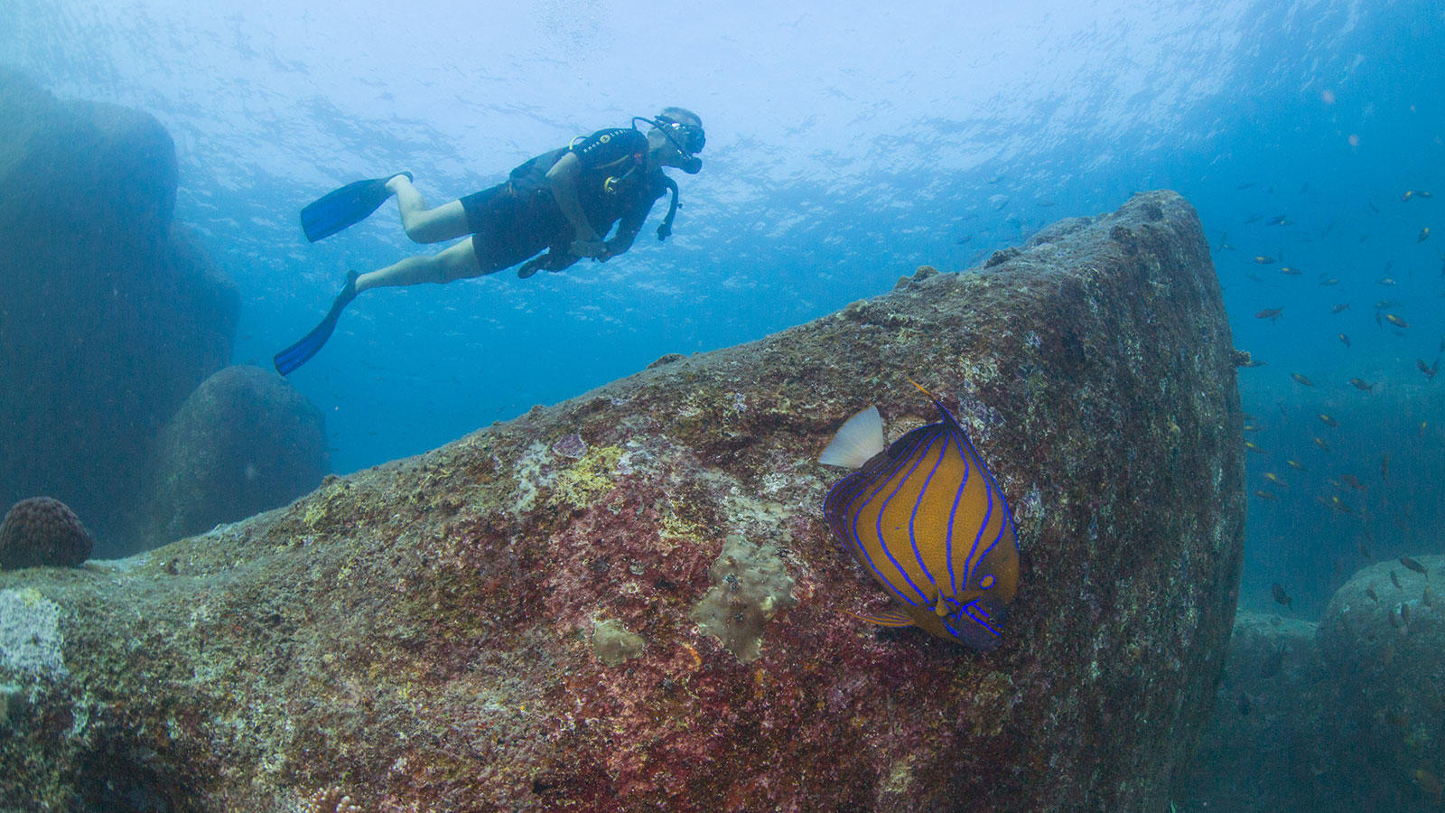 Escaping Phuket to discover dreamlike diving in the Similan Islands ...